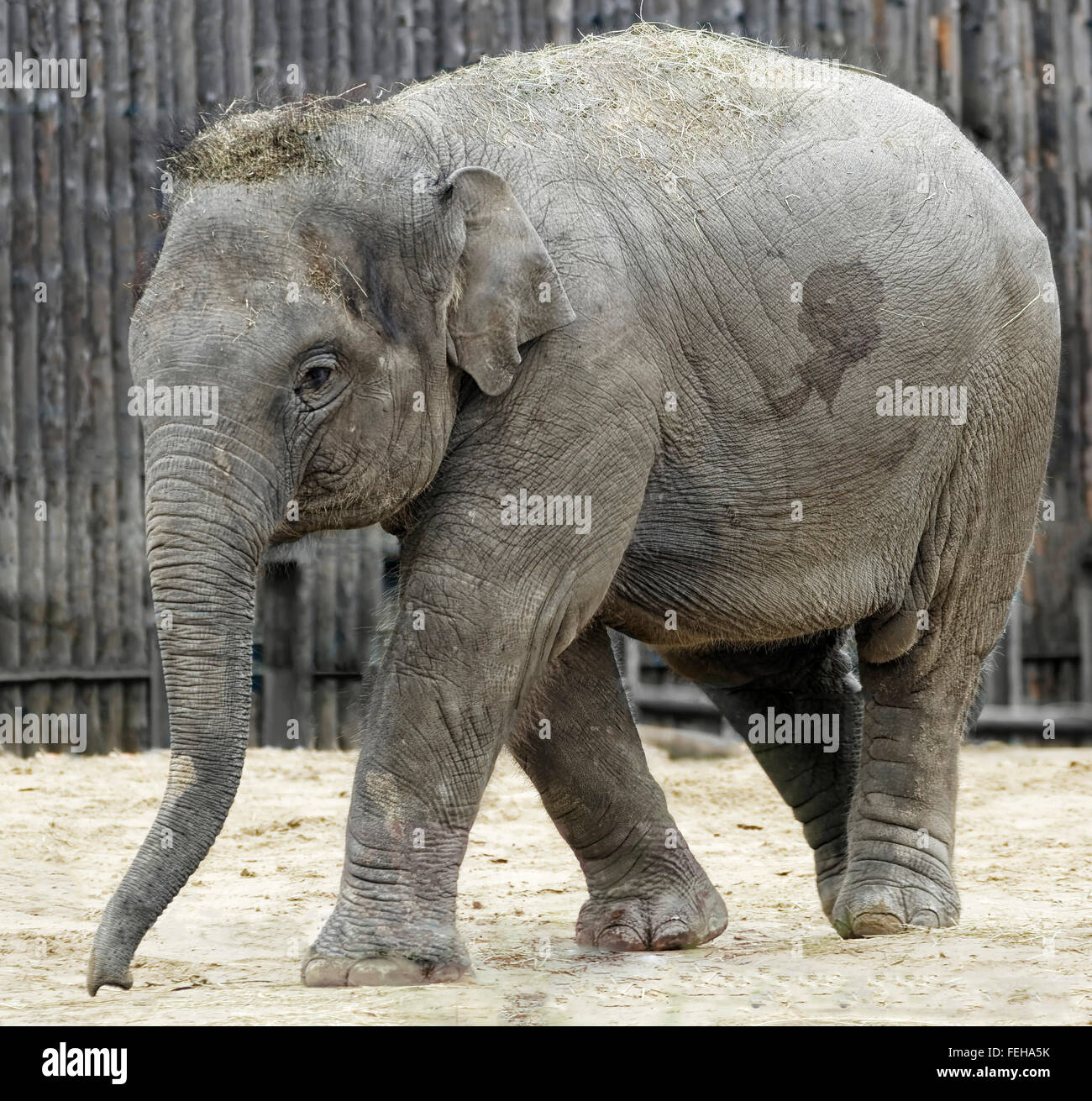 Elephant (called Asha) in Budapest Zoo Stock Photo - Alamy