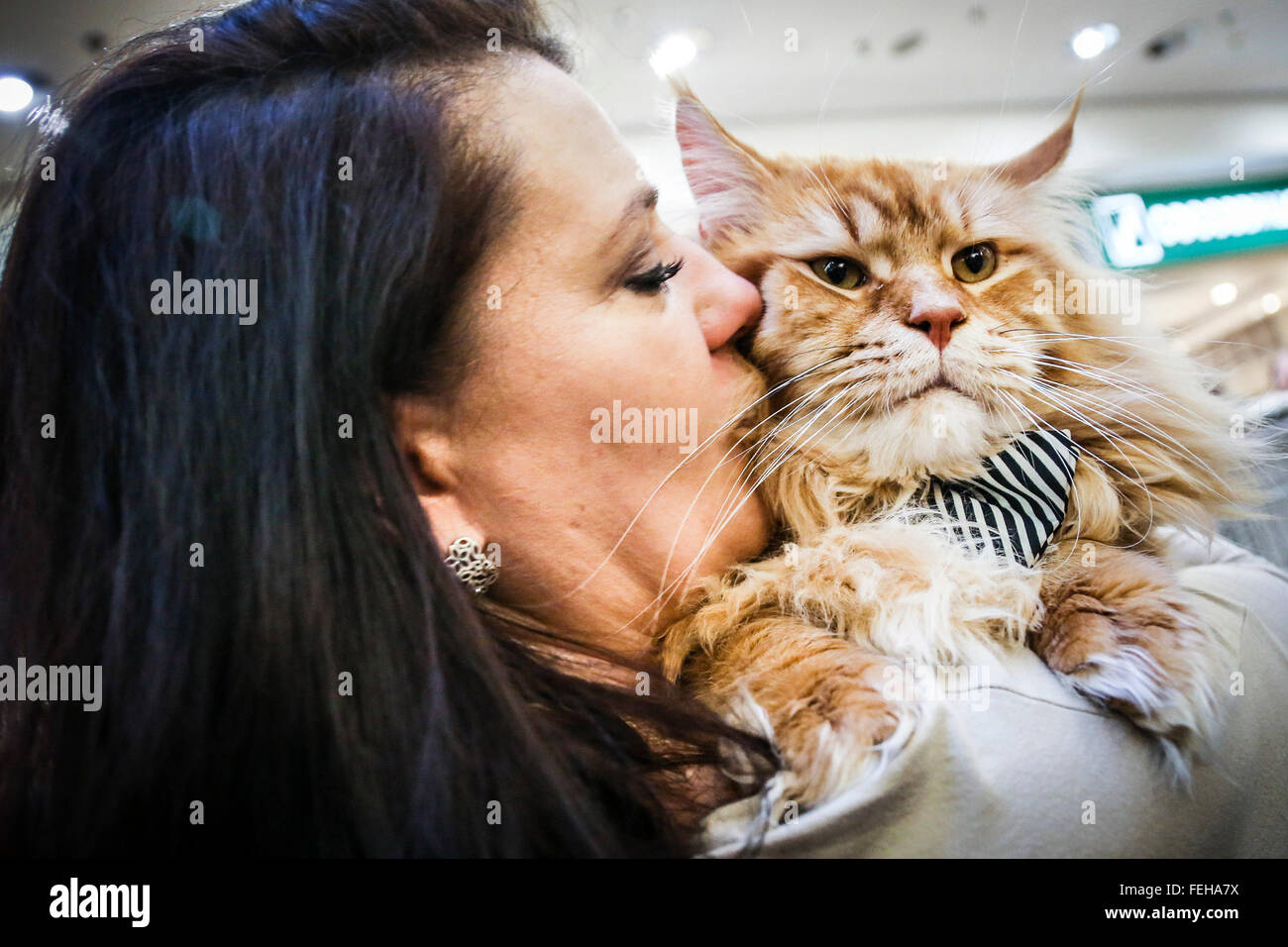 A Maine Coon cat at the exhibition of breed cats in the shopping centre ...