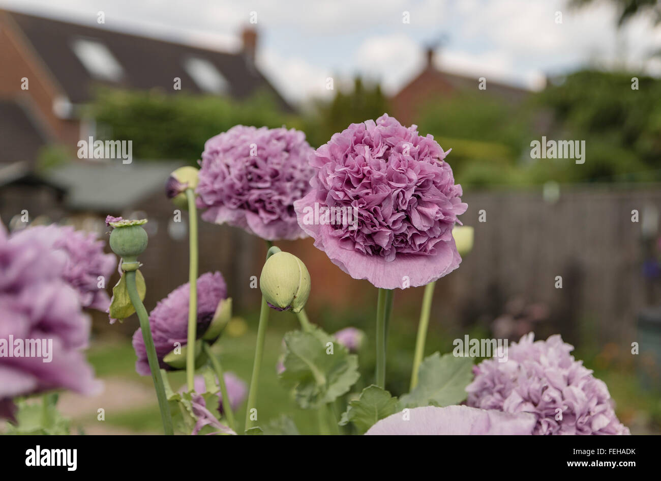 Purple garden plant hi-res stock photography and images - Alamy