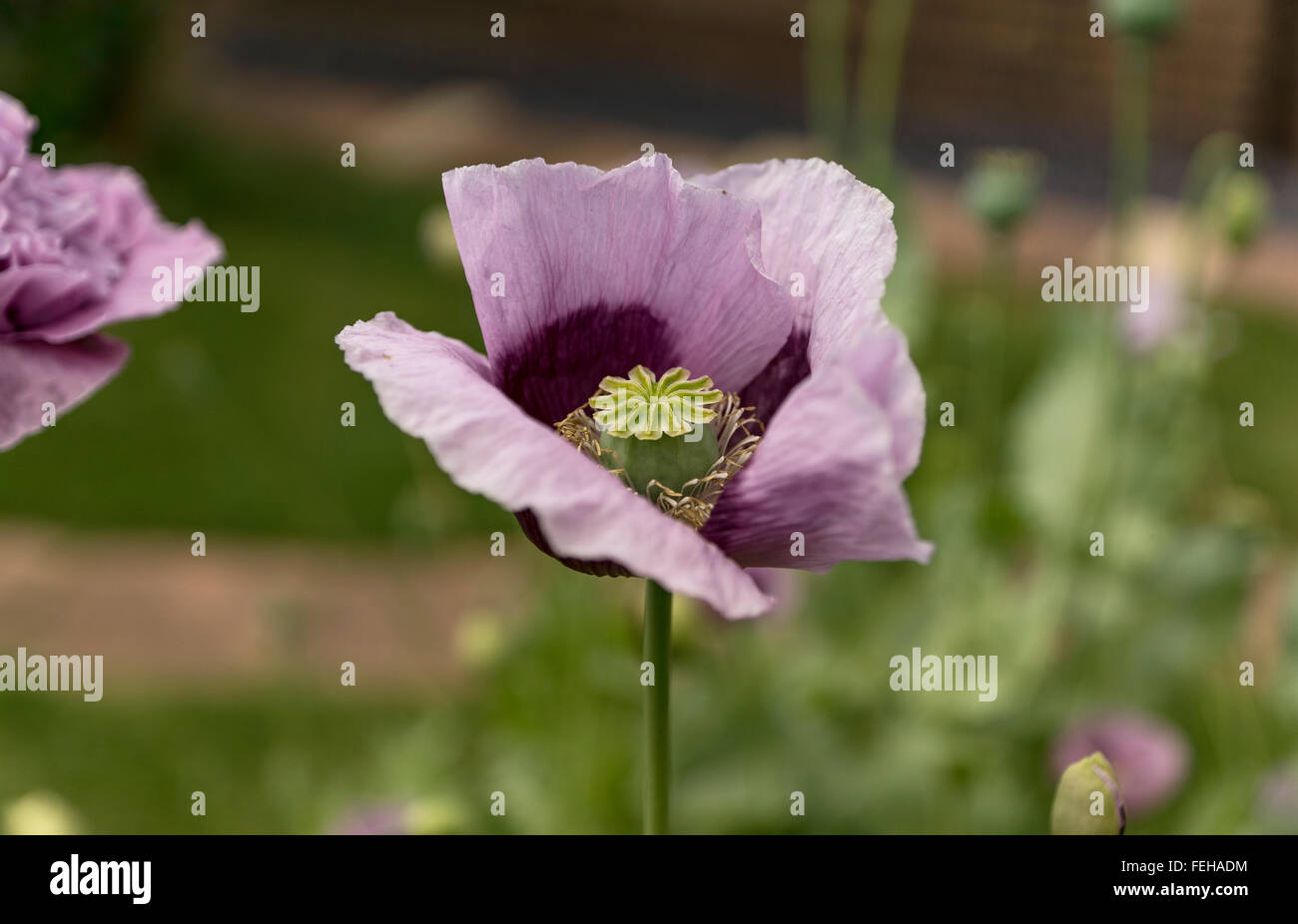 purple poppy flower in a garden Stock Photo - Alamy