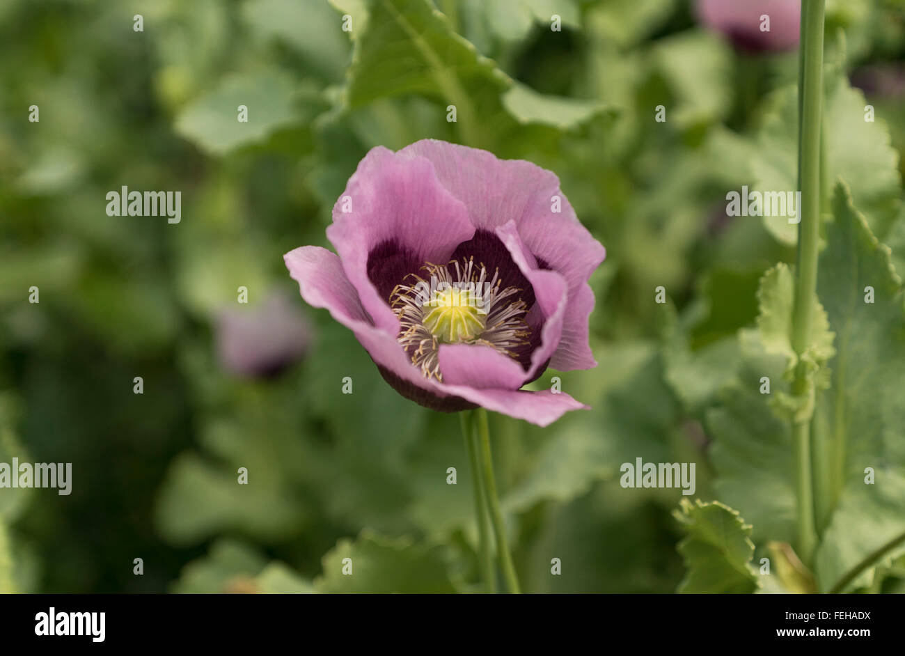 purple poppy flower in a garden Stock Photo - Alamy