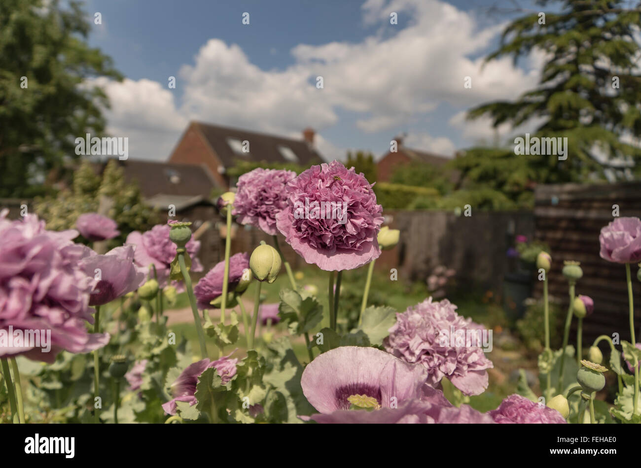 Purple garden plant hi-res stock photography and images - Alamy