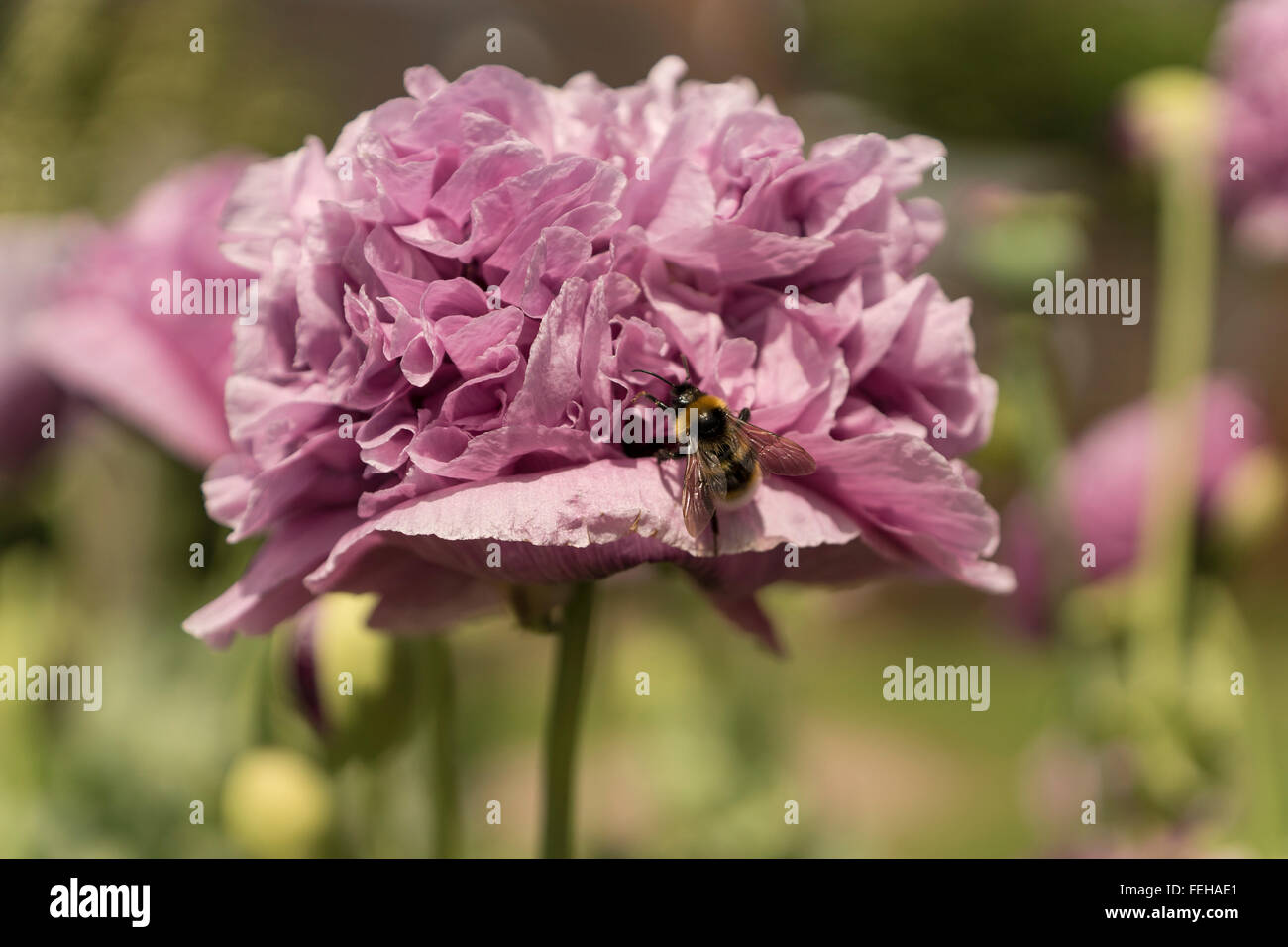 purple poppy flower in a garden Stock Photo - Alamy