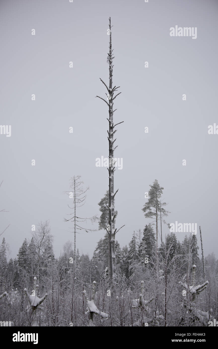 Black pine tree hi-res stock photography and images - Alamy