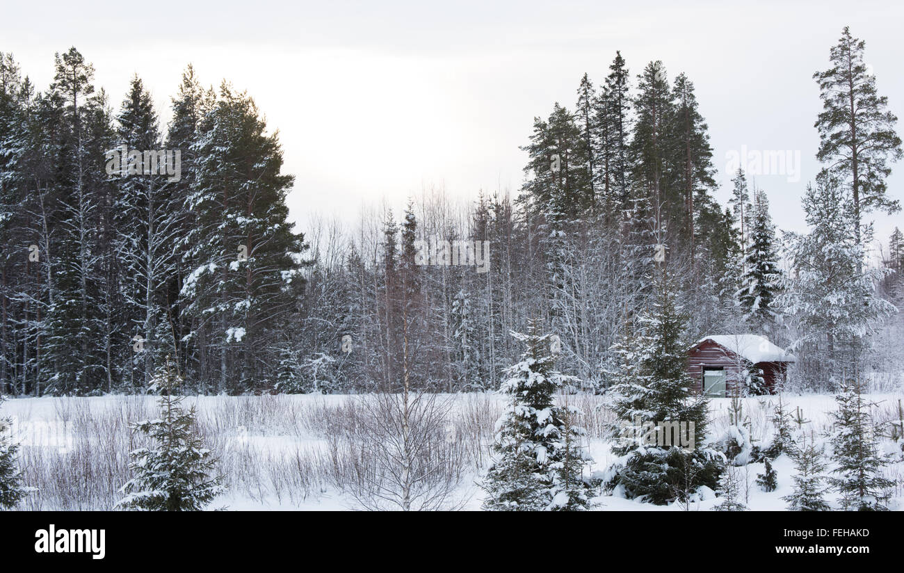 snow covered pine trees and shed Stock Photo - Alamy
