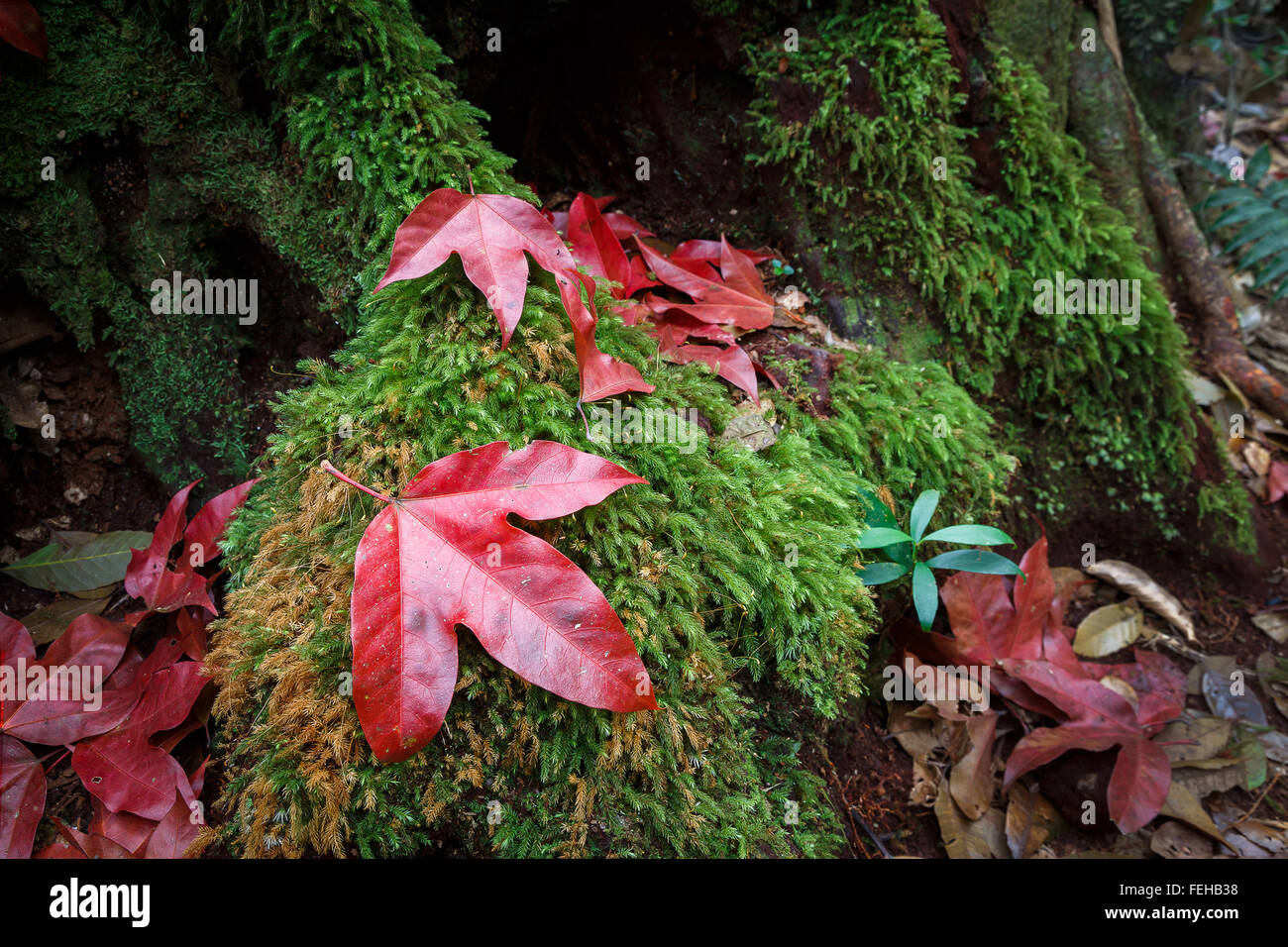 Focusing on the big red maple drop down onto a big root of tree which ...