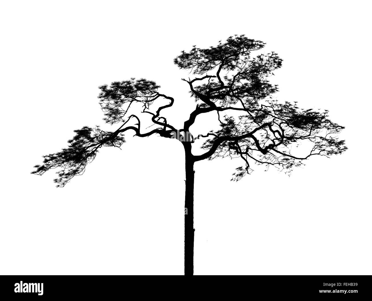 Tall Pine Tree Silhouette Clip Art