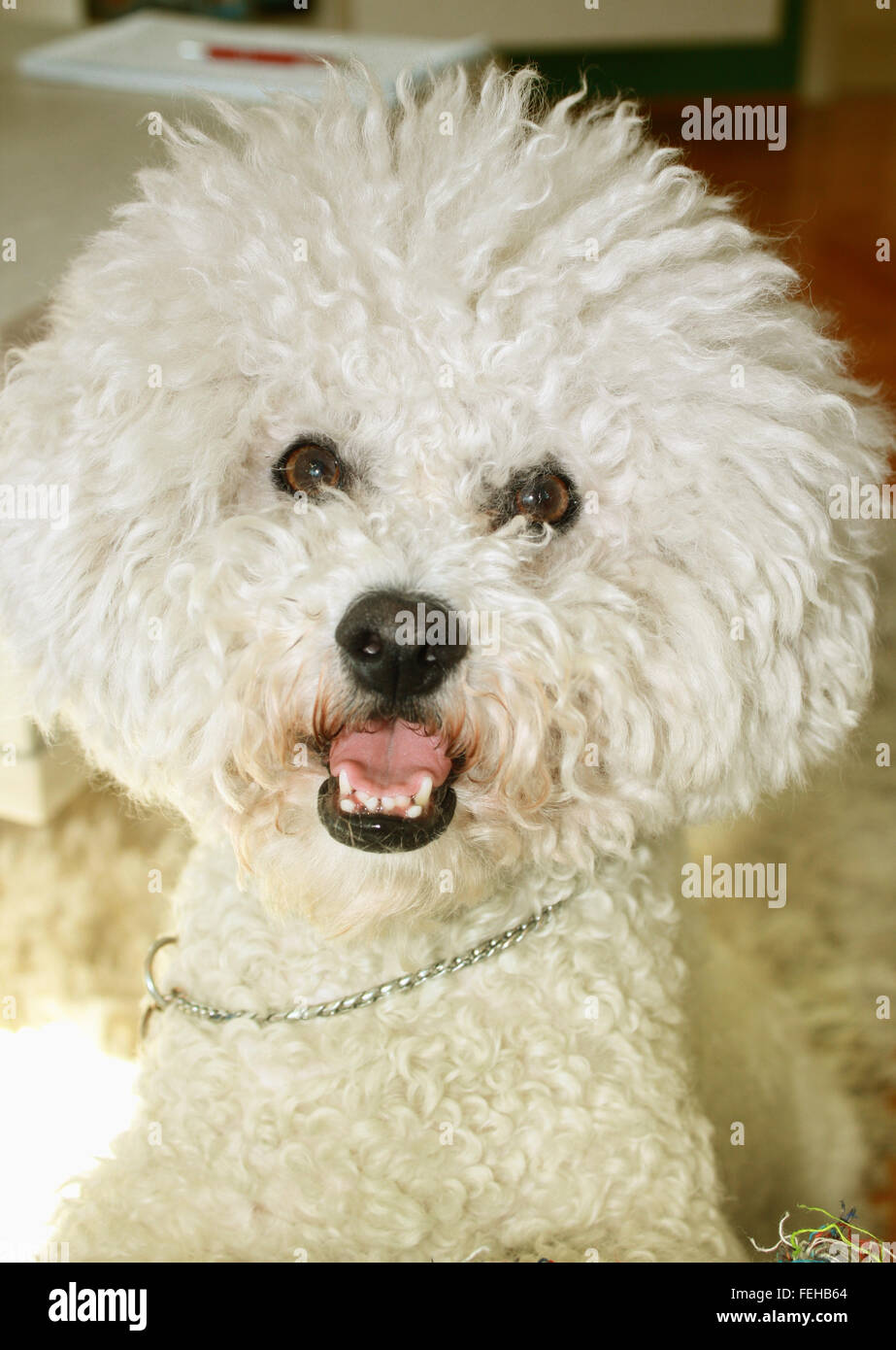 cute male Bichon Frisé Stock Photo - Alamy