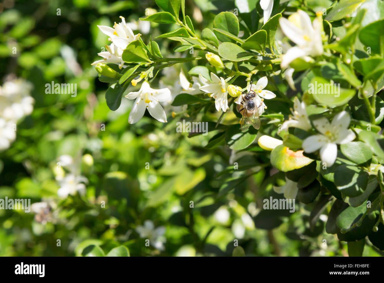 Asuncion, Paraguay. 7th February, 2016. Bee pollinating a Common ...