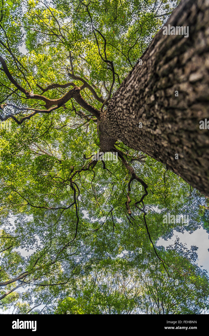Under branch of big green tree in HDR style Stock Photo - Alamy