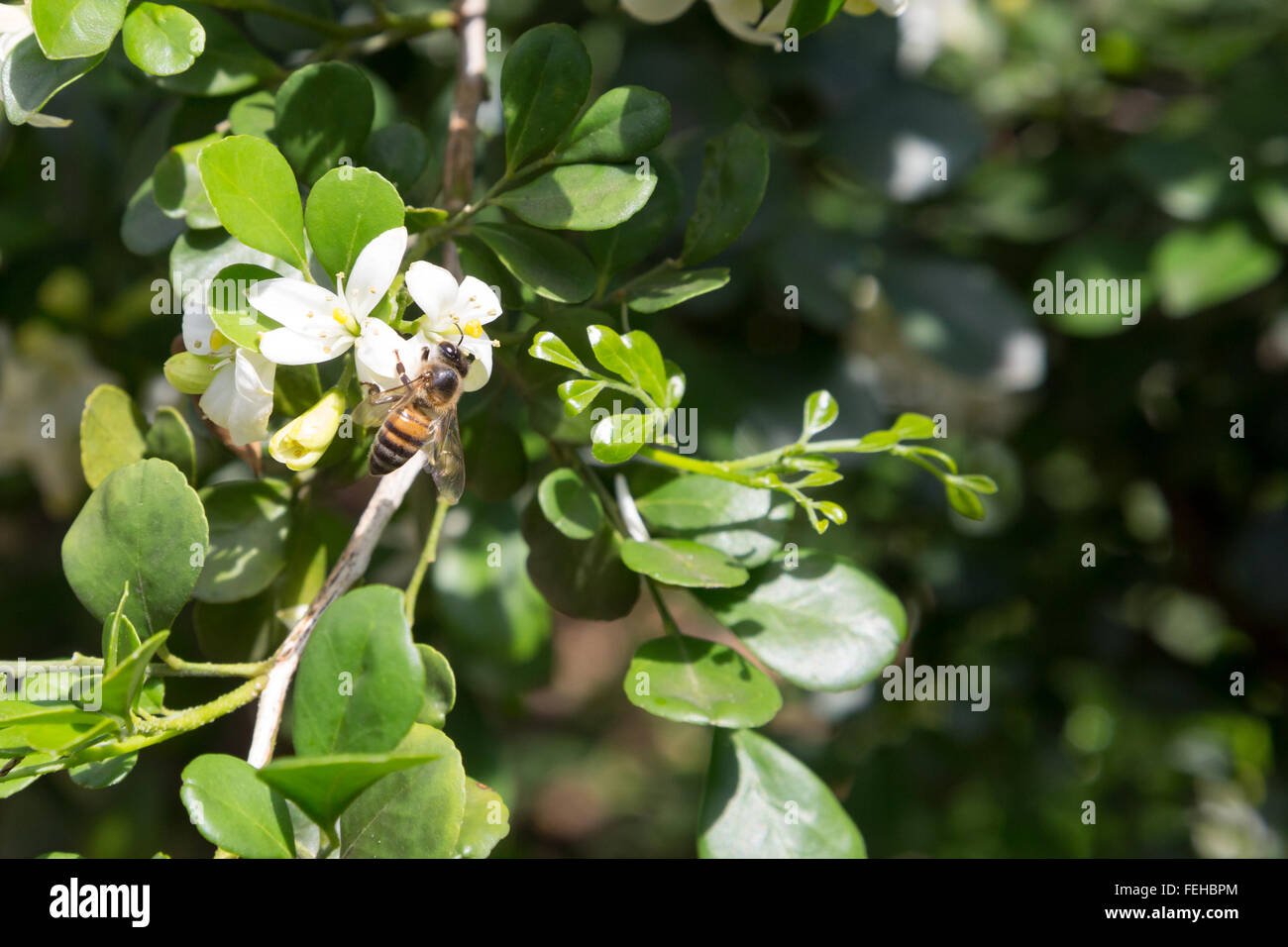 Jasmine of paraguay hi-res stock photography and images - Alamy