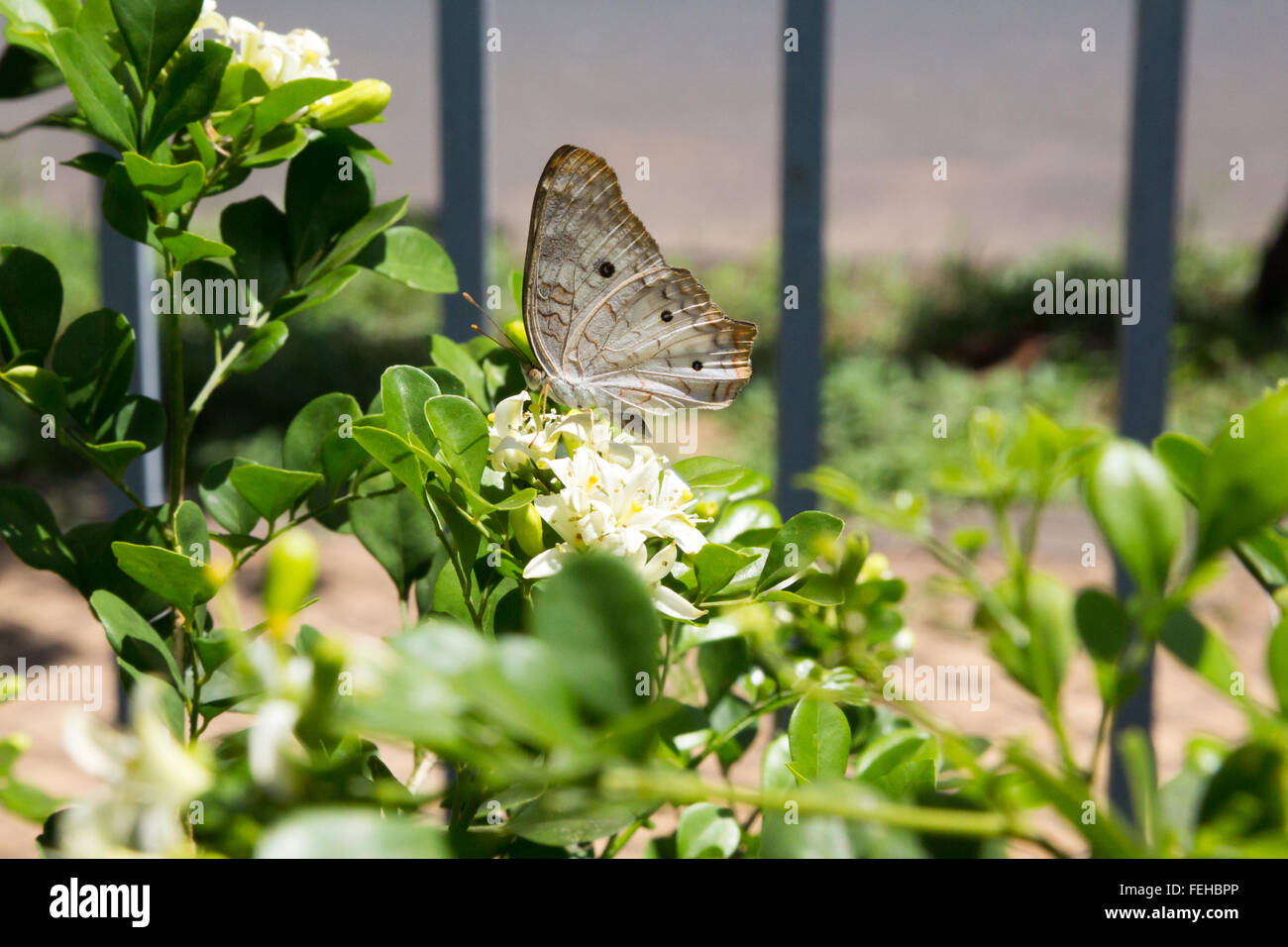 Asuncion, Paraguay. 7th February, 2016. The white peacock (Anartia ...