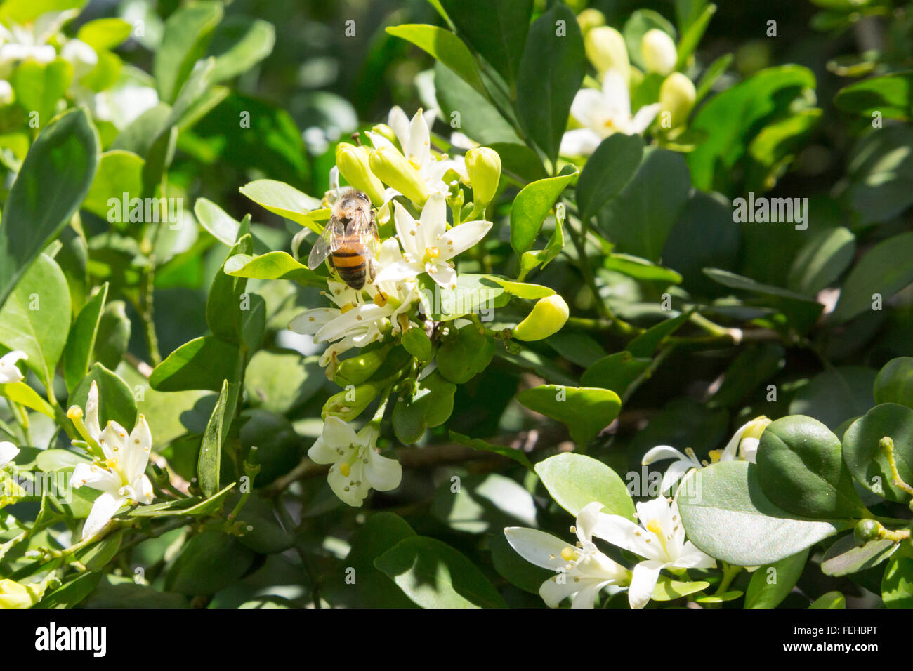 Asuncion, Paraguay. 7th February, 2016. Bee pollinating a Common ...
