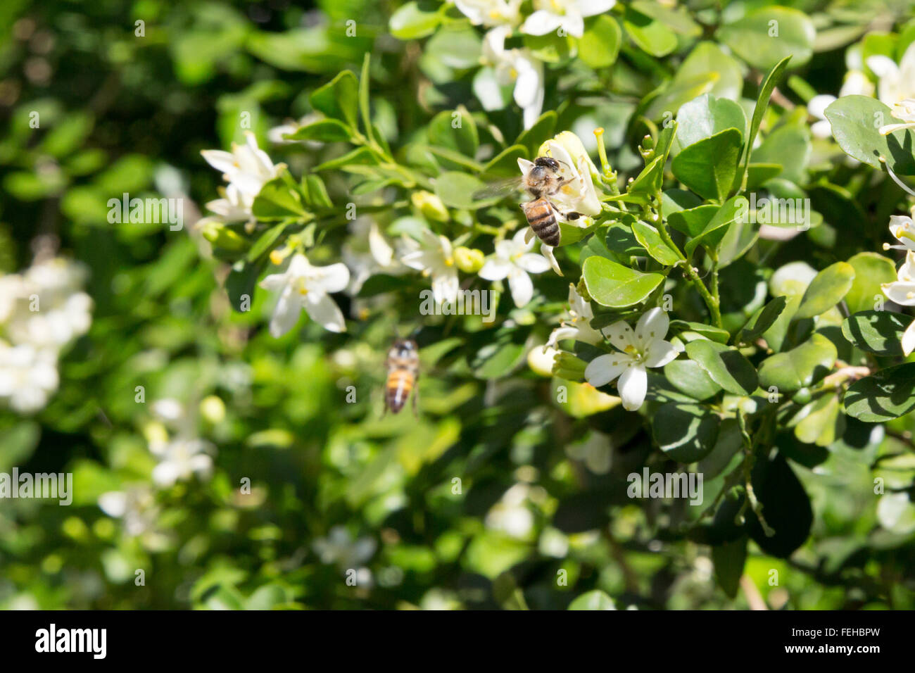 Asuncion, Paraguay. 7th February, 2016. Bee pollinating a Common ...