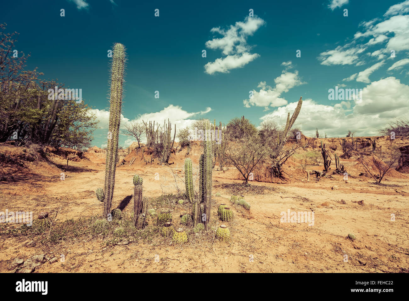 big cactuses in red desert, tatacoa desert, colombia, latin america ...