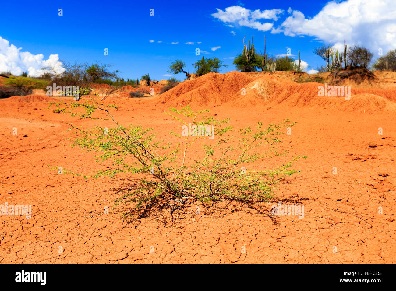 big cactuses in red desert, tatacoa desert, colombia, latin america ...