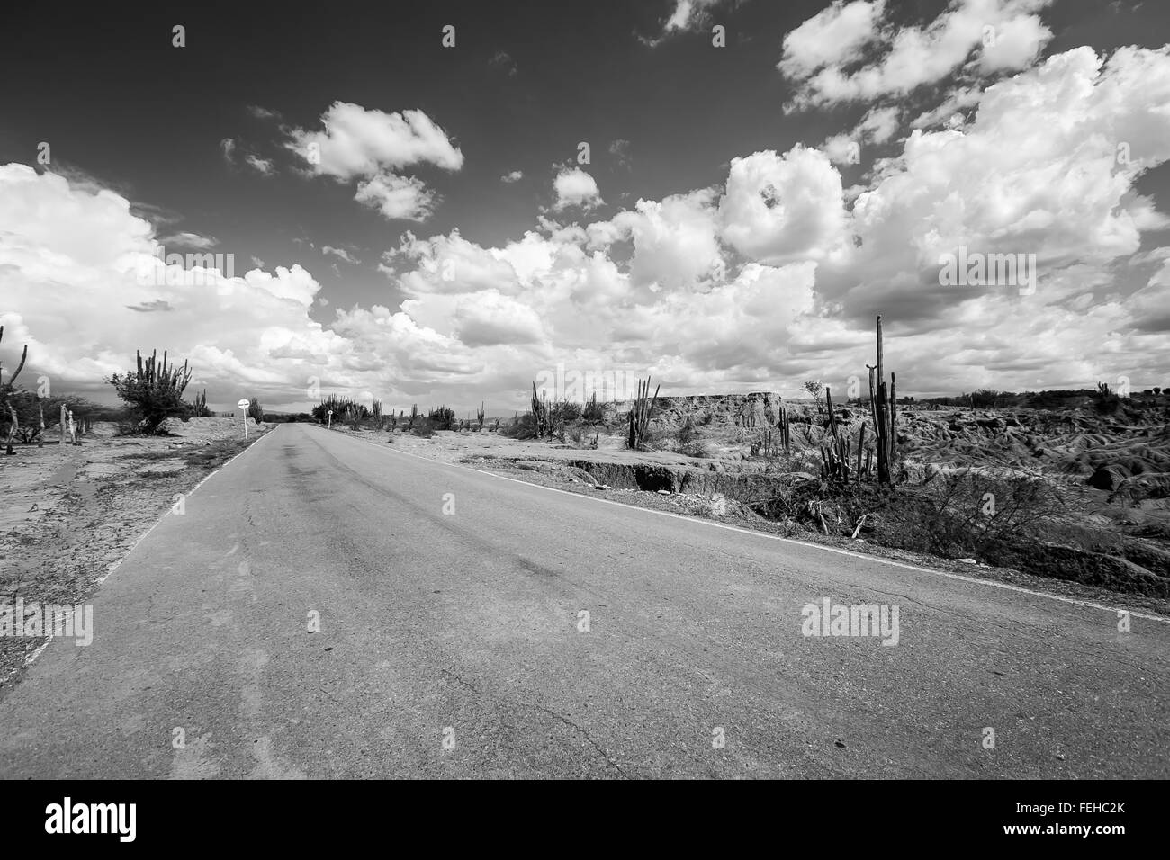 big cactuses in red desert, tatacoa desert, colombia, latin america ...