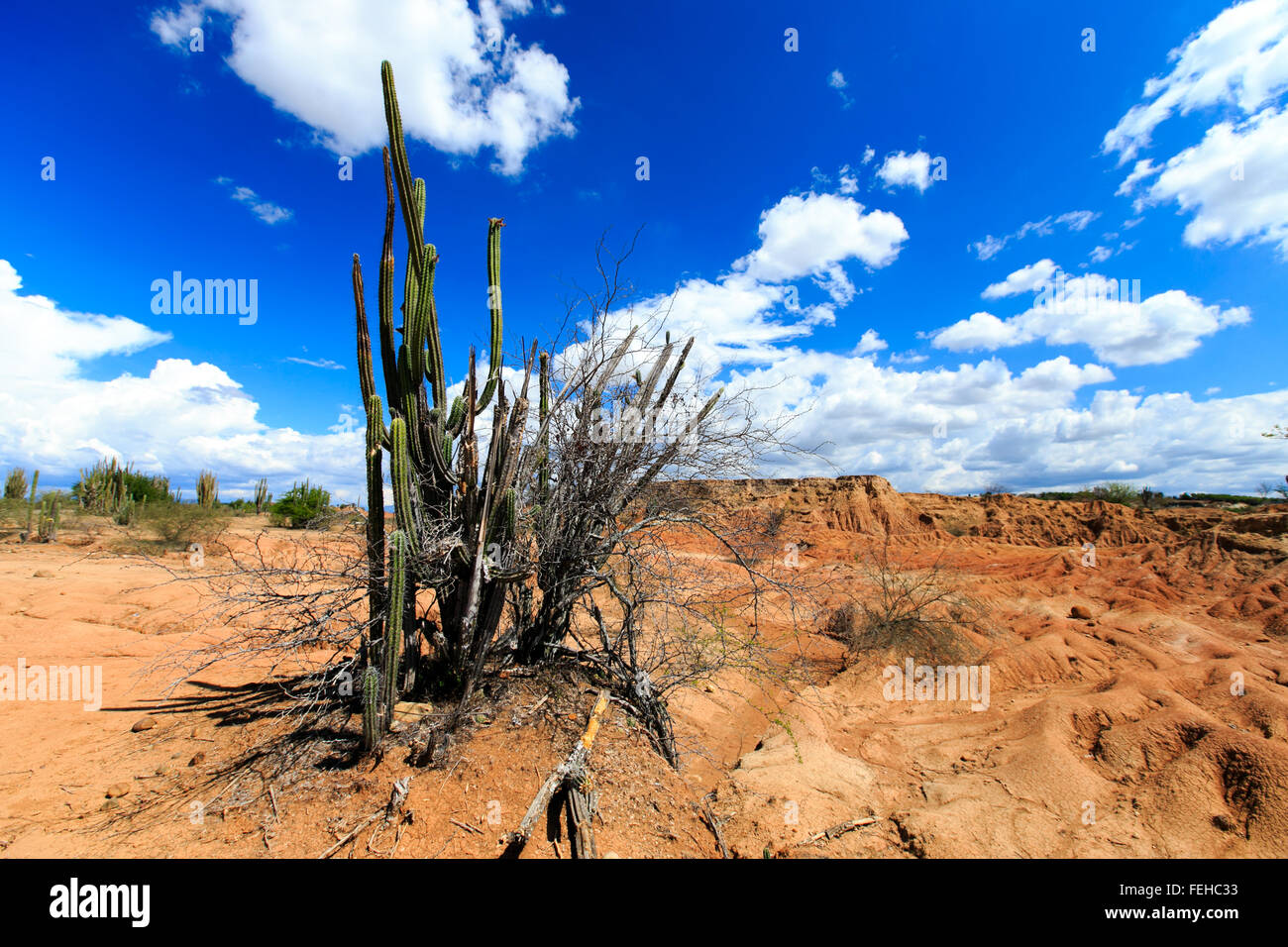 big cactuses in red desert, tatacoa desert, colombia, latin america ...