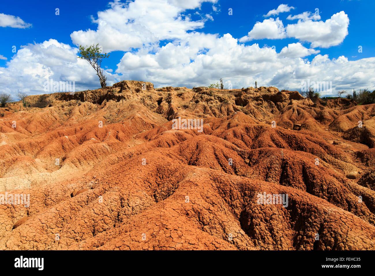 big cactuses in red desert, tatacoa desert, colombia, latin america ...