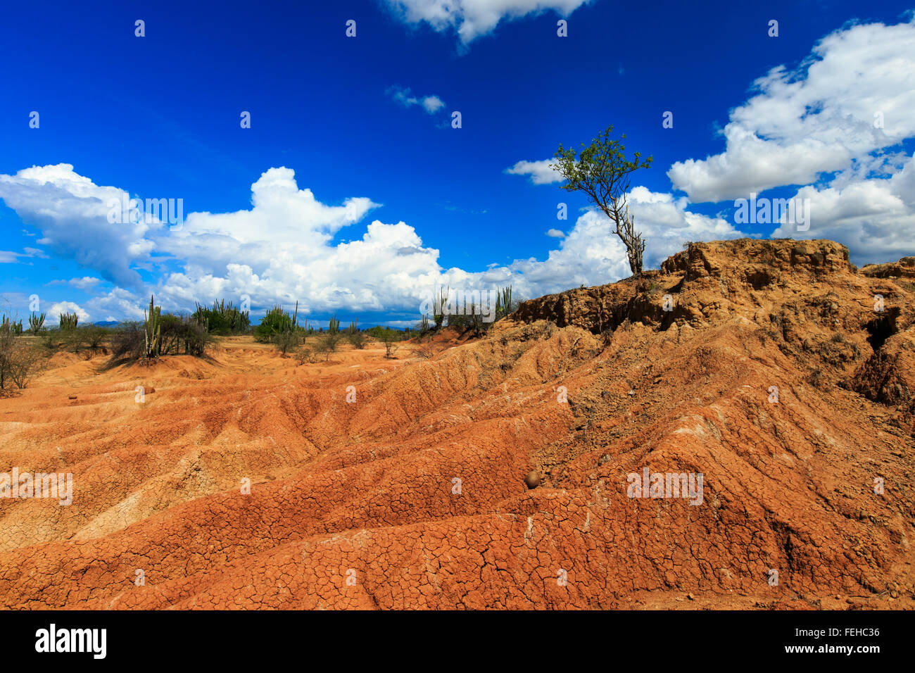 big cactuses in red desert, tatacoa desert, colombia, latin america ...