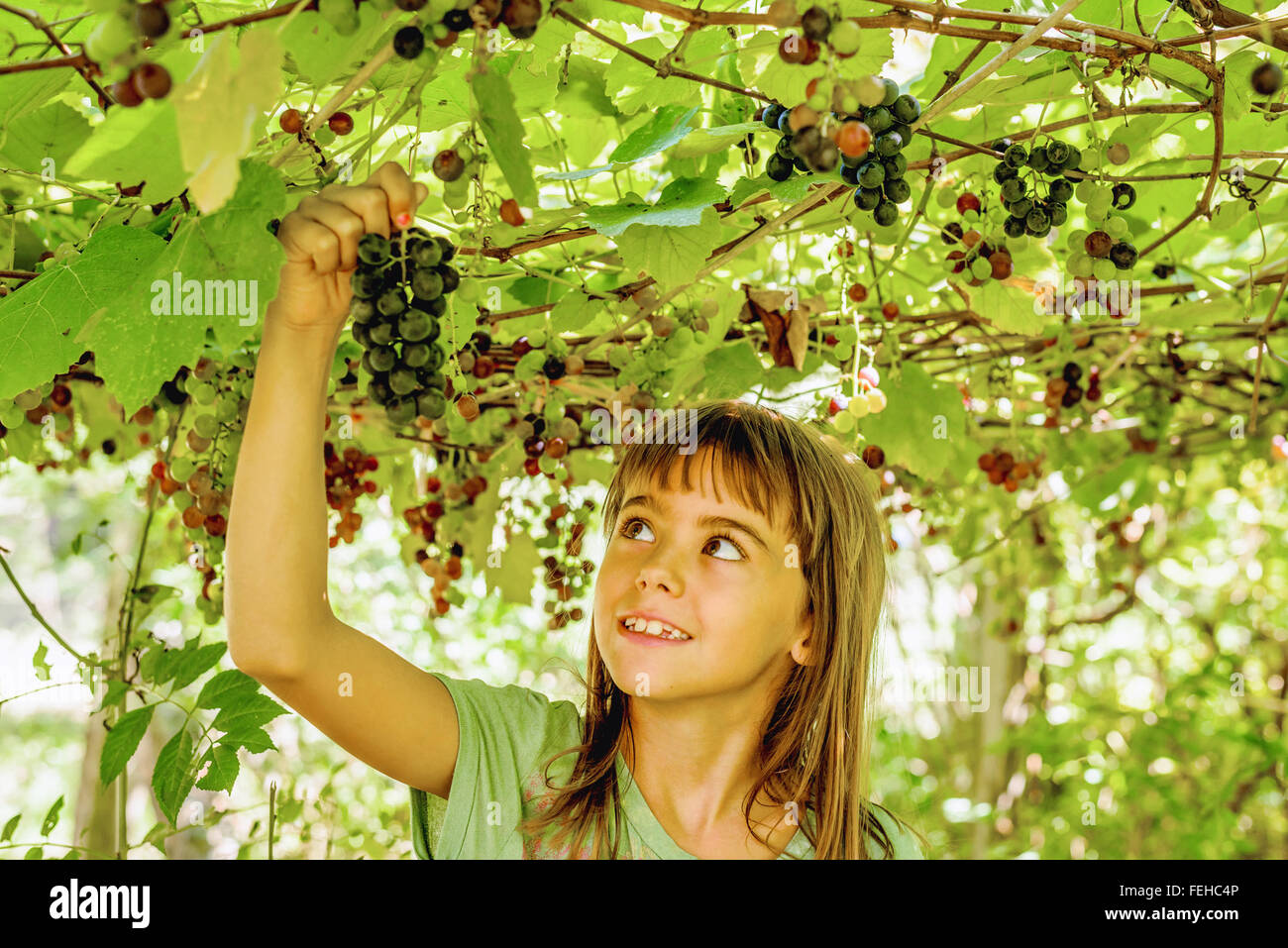 Beautiful little girl picking grapes in the summer Stock Photo - Alamy