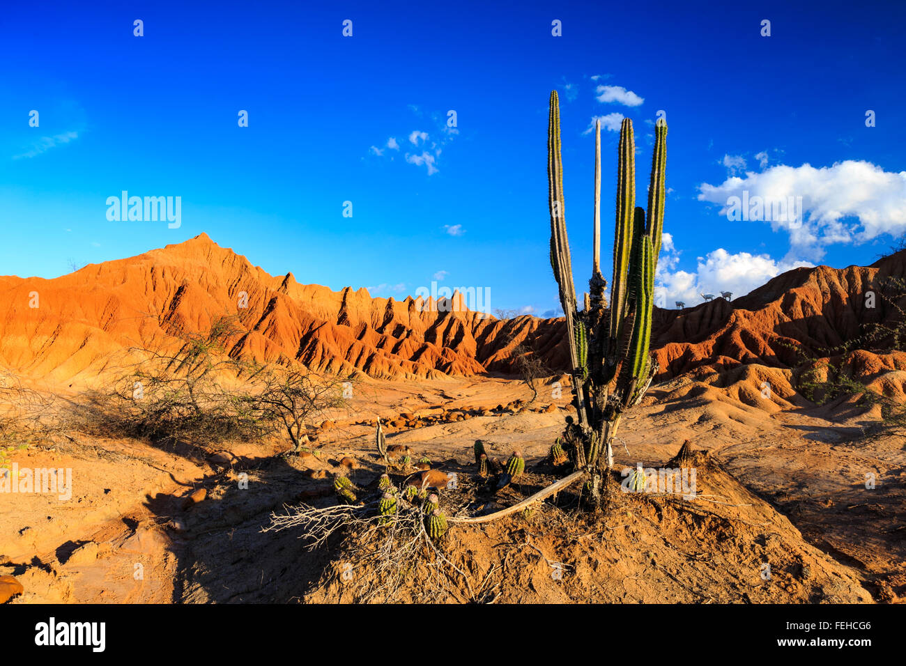 big cactuses in red desert, tatacoa desert, colombia, latin america, clouds and sand, red sand ...