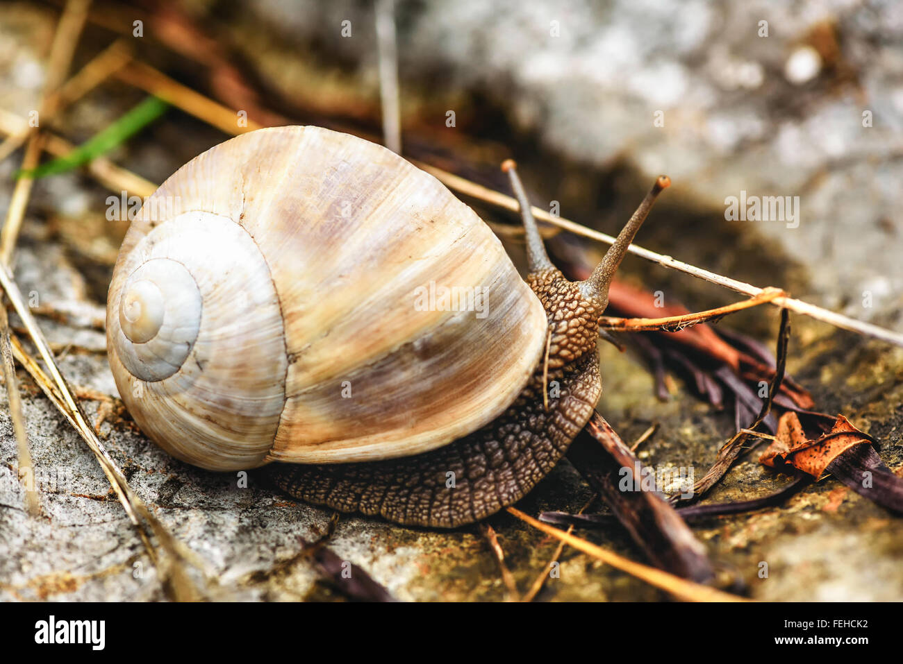Snail animal hi-res stock photography and images - Alamy