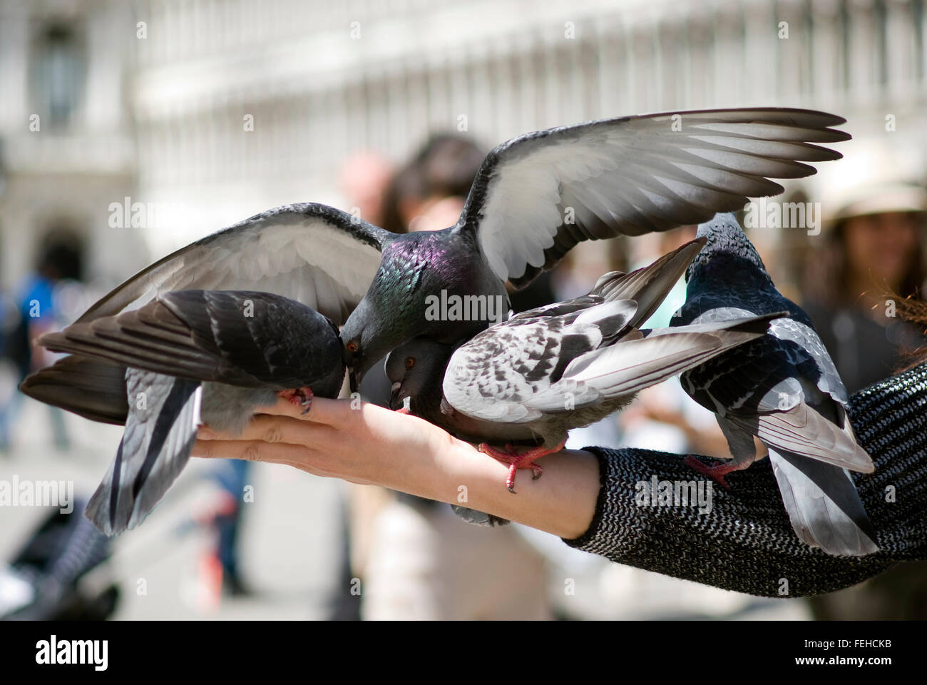 Pigeons feeding on hand Stock Photo - Alamy