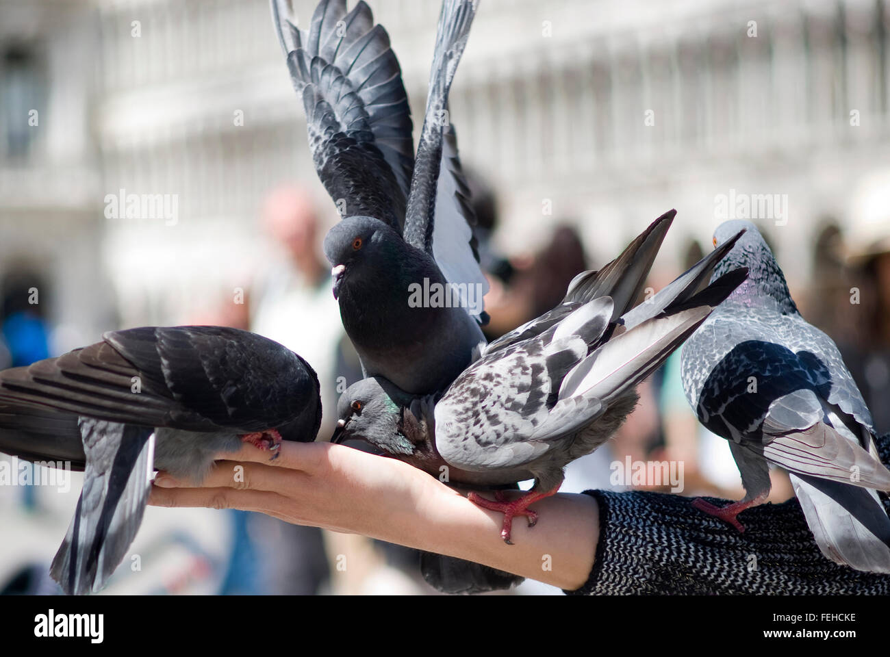 Pigeons feeding on hand Stock Photo - Alamy