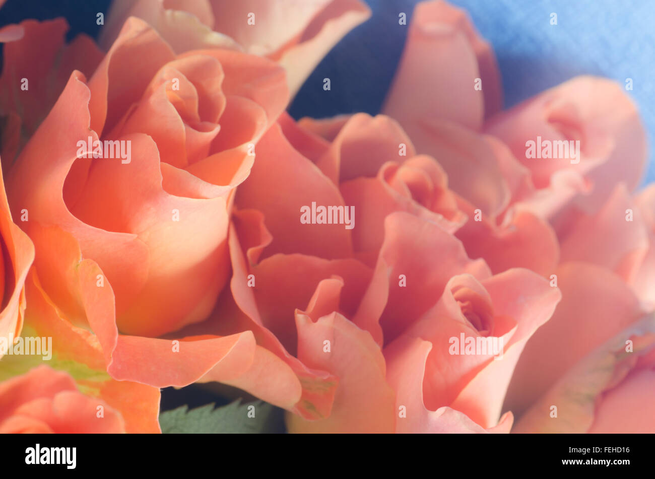 closeup to bunch of pink roses Stock Photo - Alamy