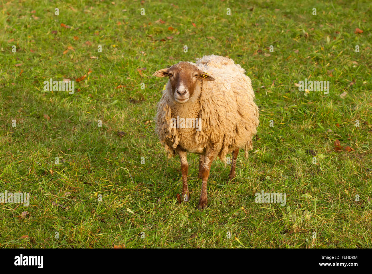 Suffolk ram sheep hi-res stock photography and images - Alamy