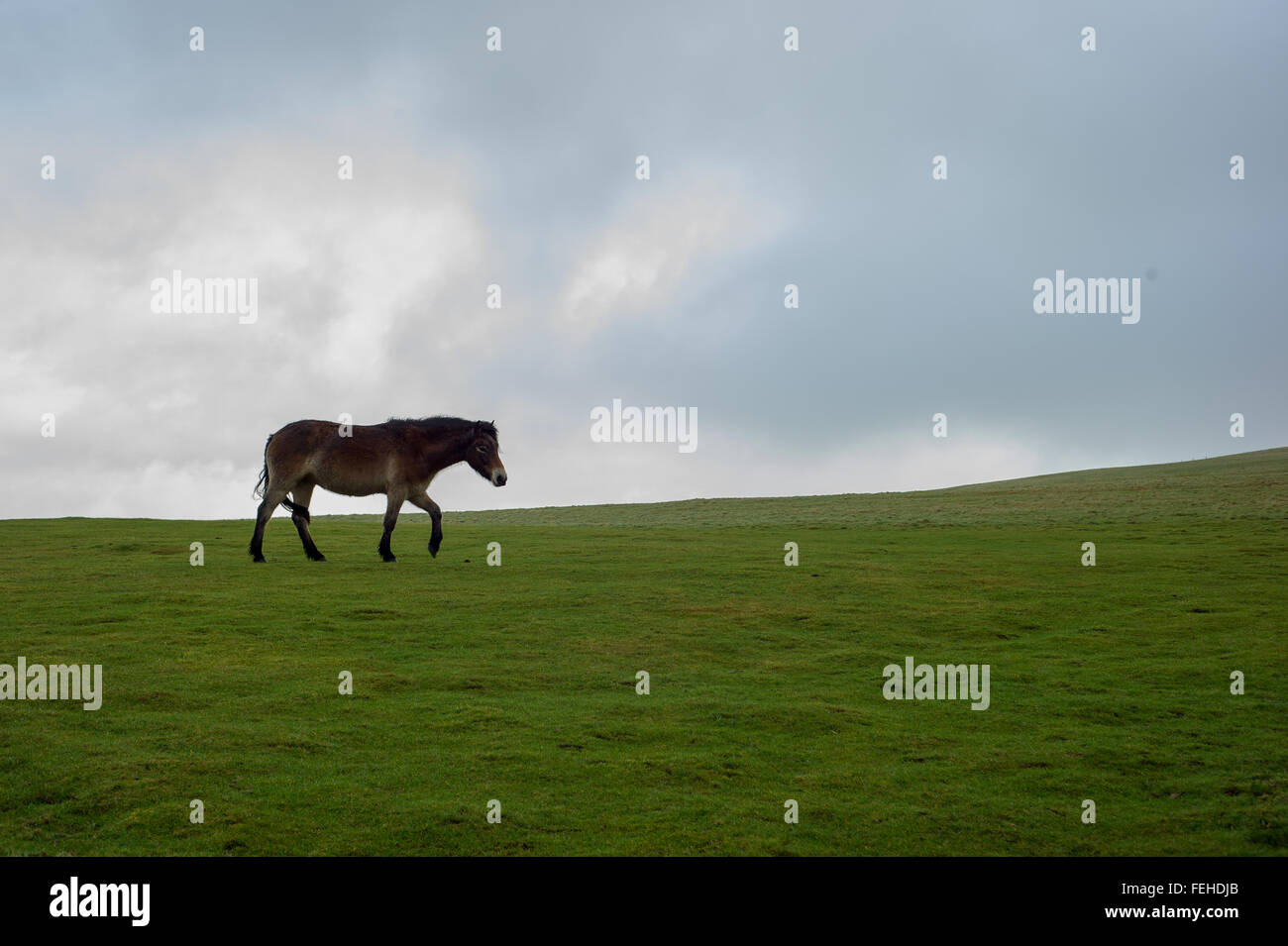 Dartmoor stallion hi-res stock photography and images - Alamy