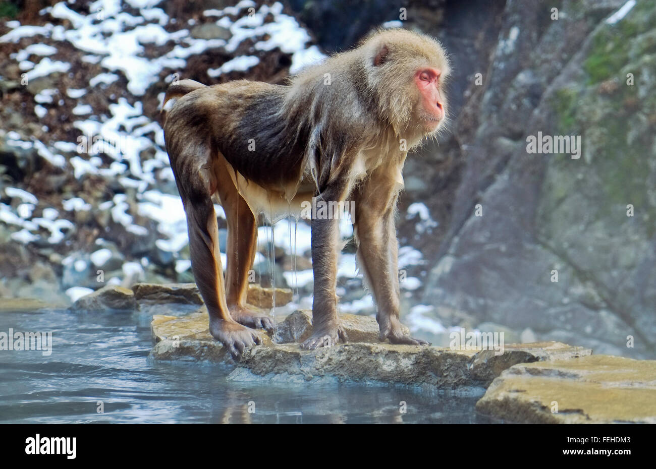 monkey, Jigokudani Monkey Park, Japan, alps Stock Photo - Alamy