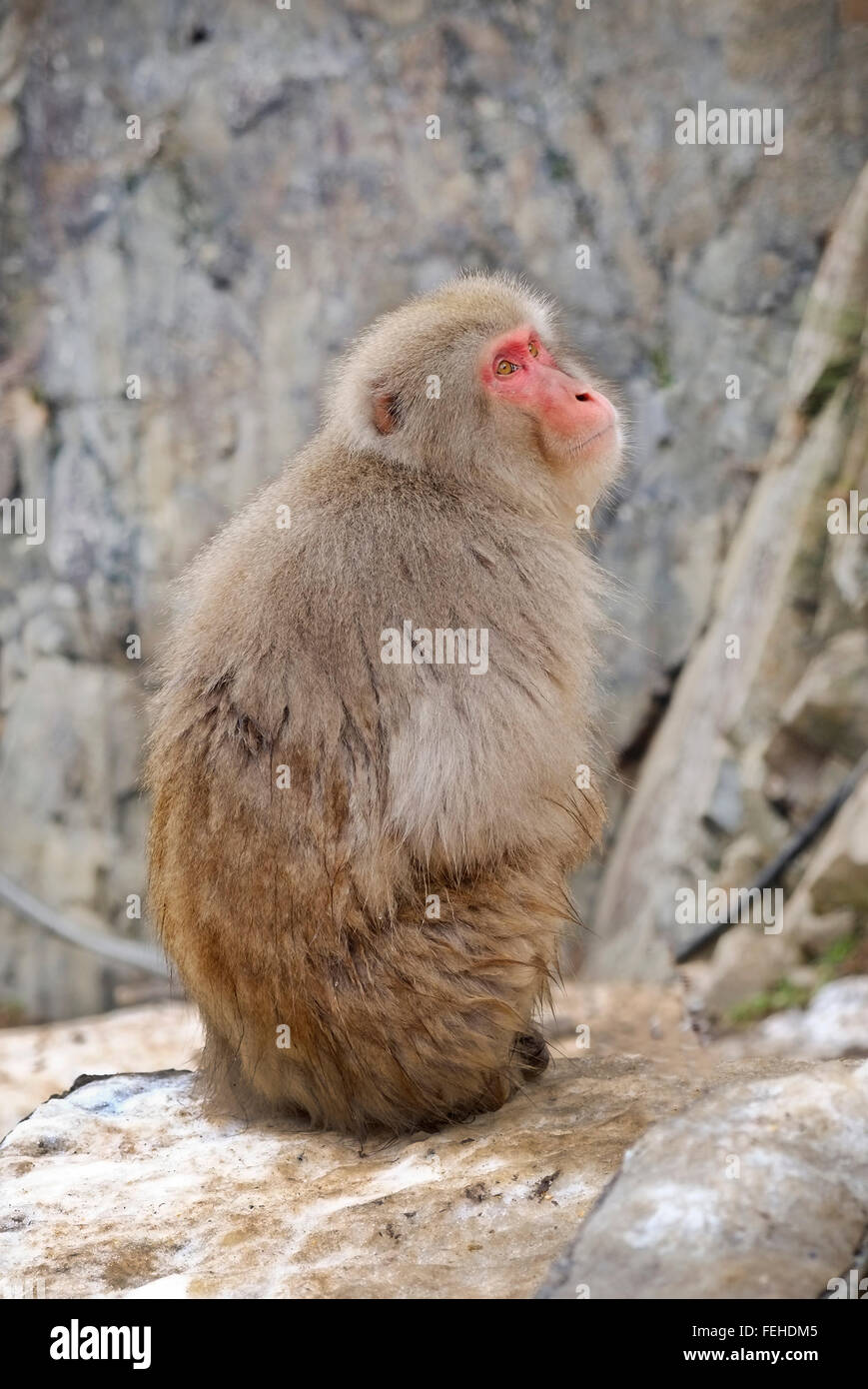 monkey, Jigokudani Monkey Park, Japan, alps Stock Photo - Alamy