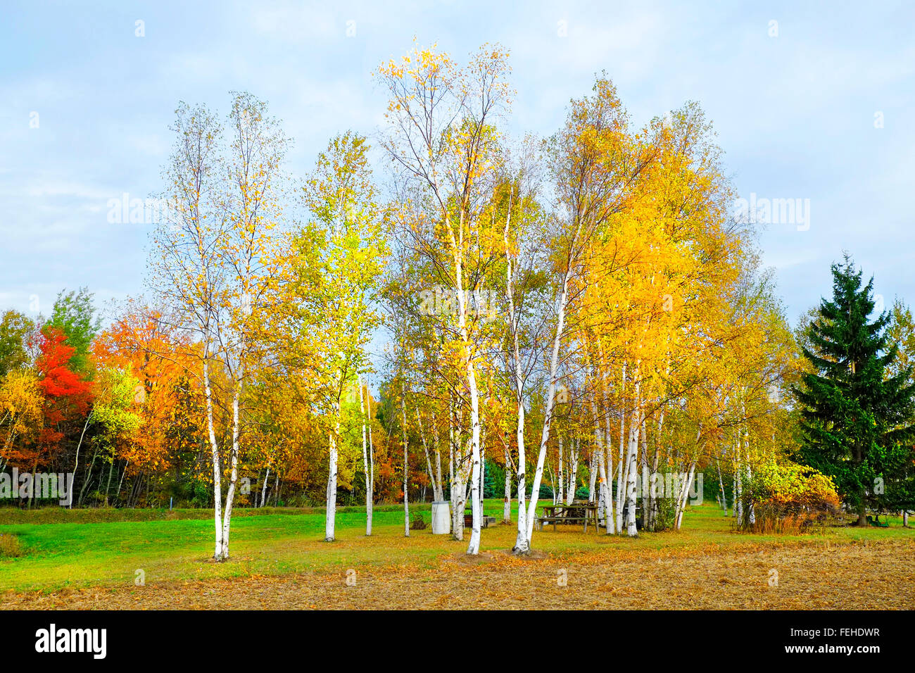 Birch trees with yellow fall color Stock Photo - Alamy
