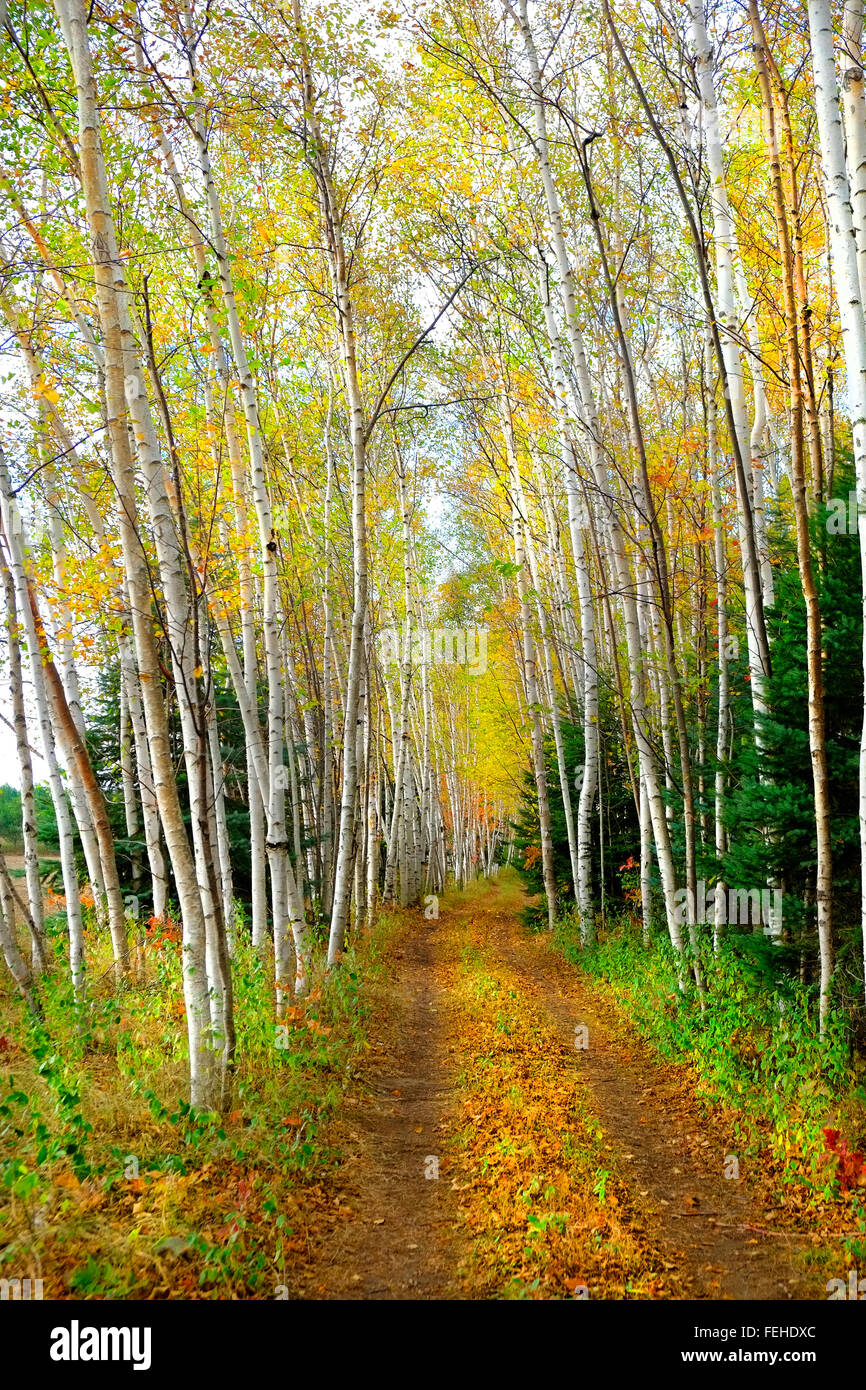 Birch trees with yellow fall color Stock Photo - Alamy