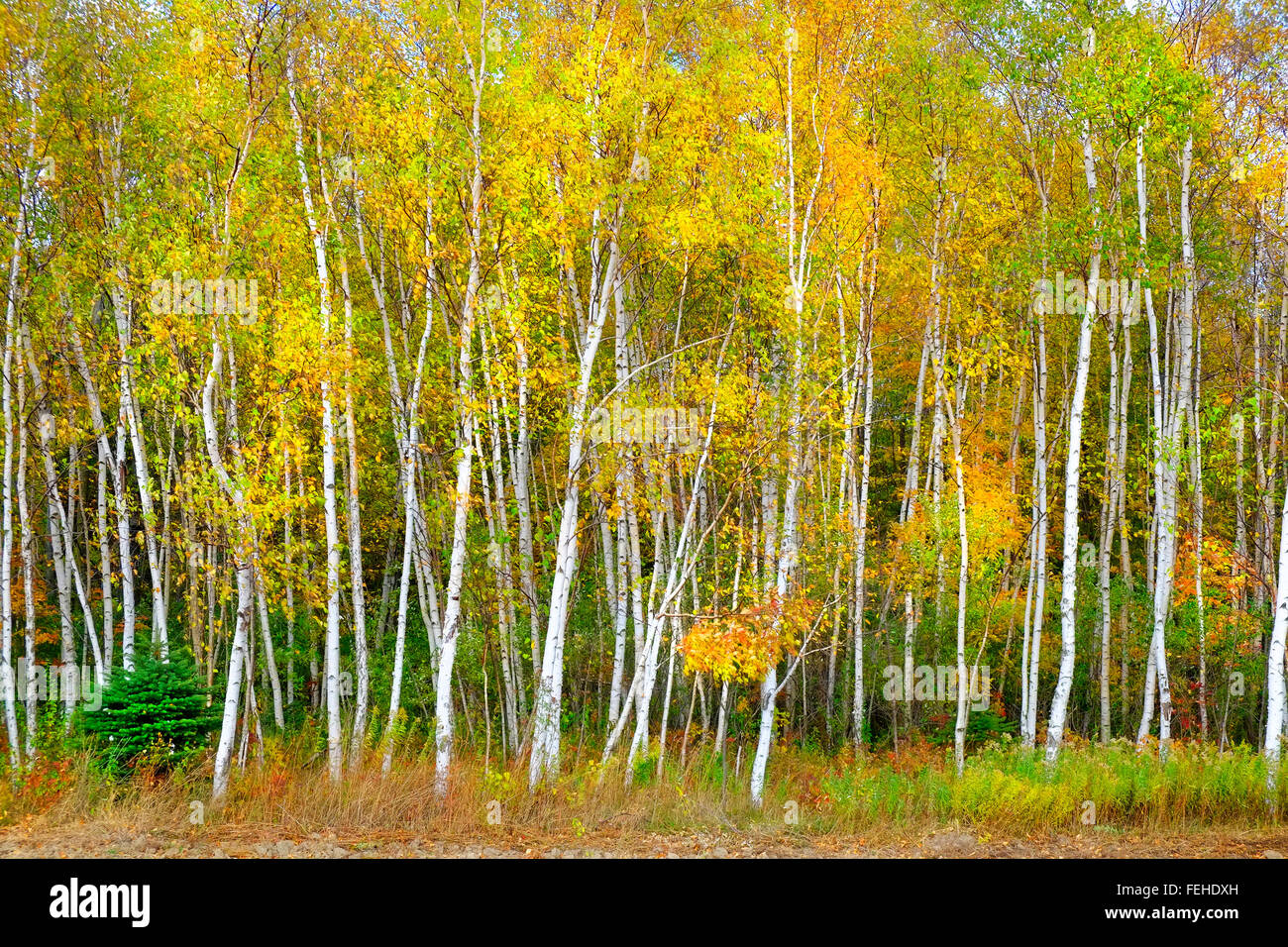 Birch trees with yellow fall color Stock Photo - Alamy