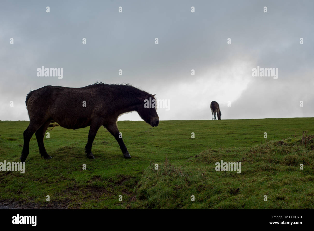 Native Exmoor ponies the moor in Devon, England Stock Photo - Alamy