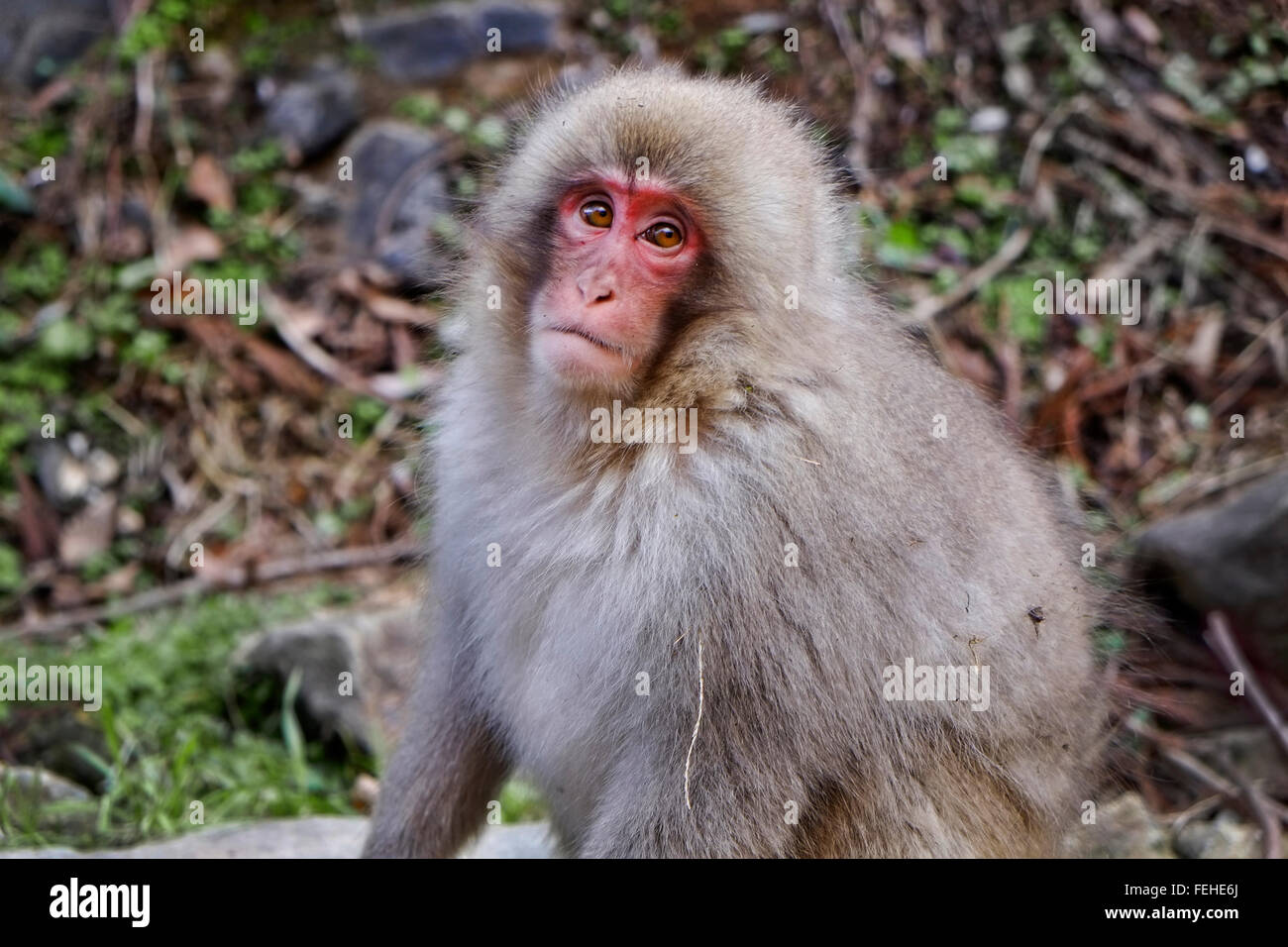 monkey, Jigokudani Monkey Park, Japan, alps Stock Photo - Alamy