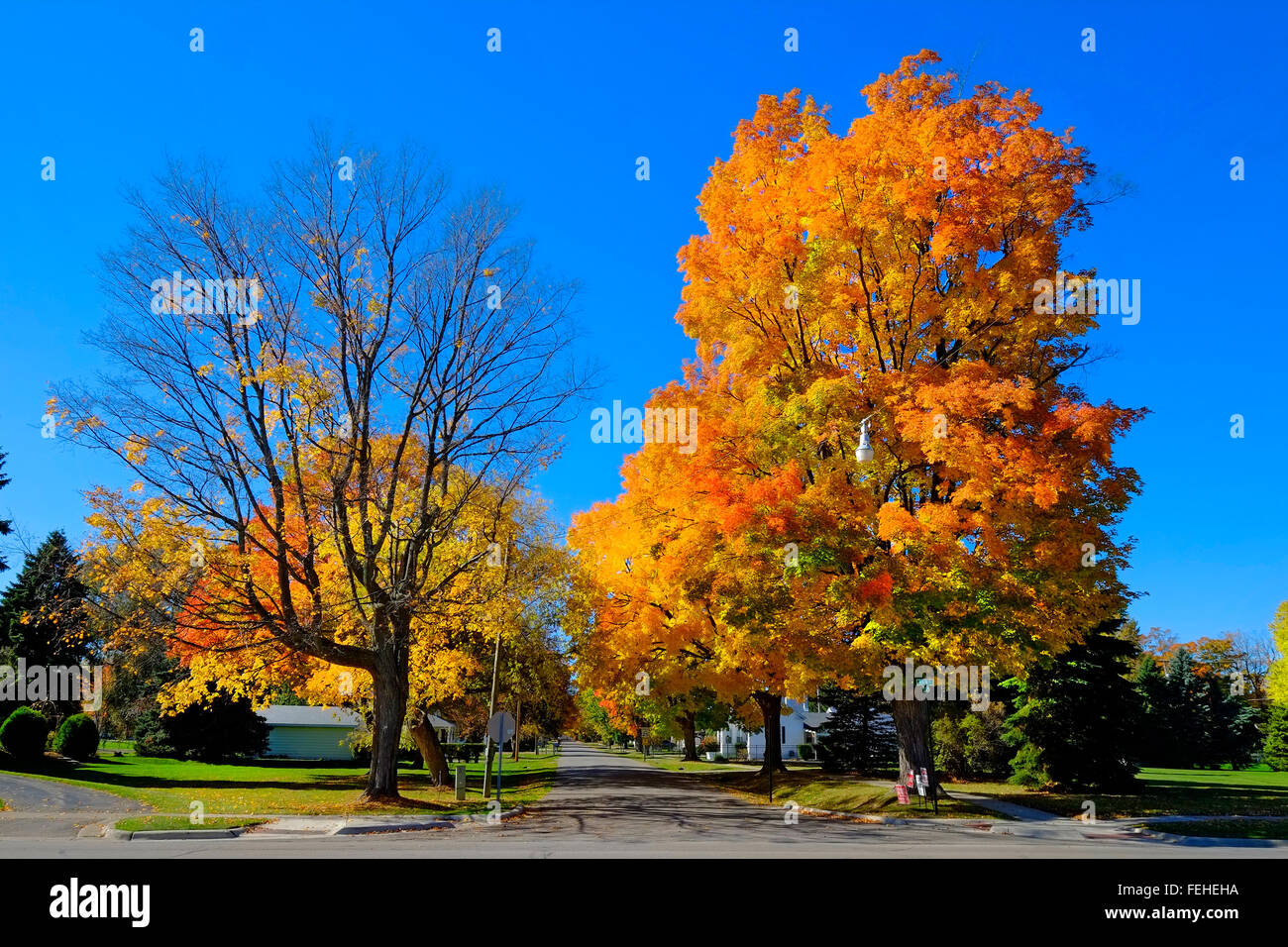 Fall colors in autumn with Maple Tree on Lake Huron Shore near ...