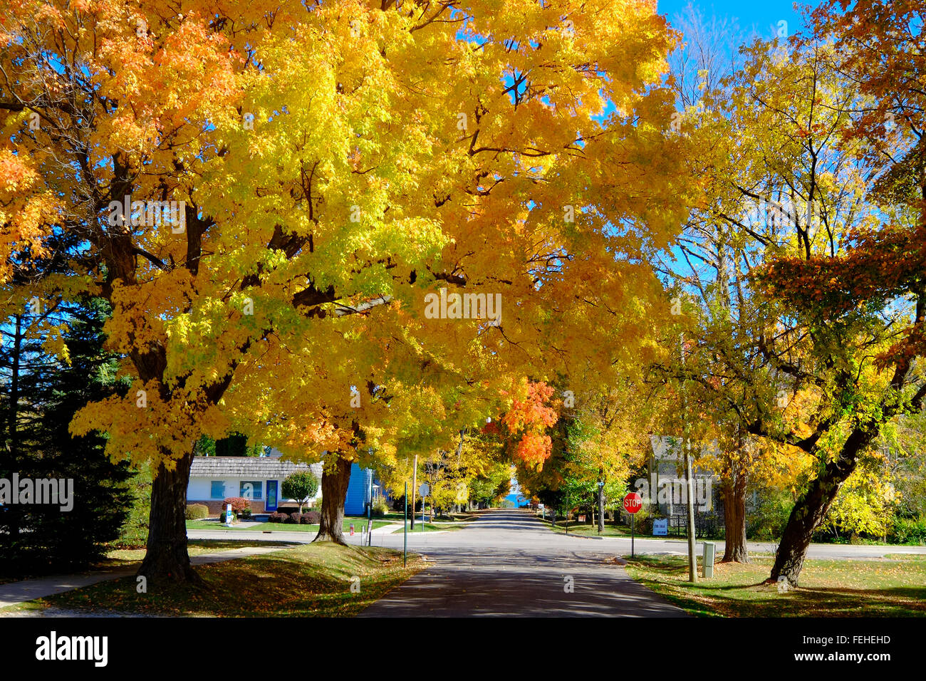 Fall colors in autumn with Maple Tree on Lake Huron Shore near ...