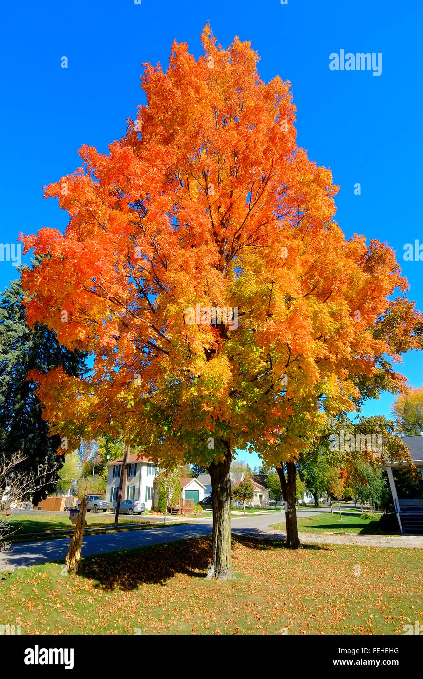 Fall colors in autumn with Maple Tree on Lake Huron Shore near ...