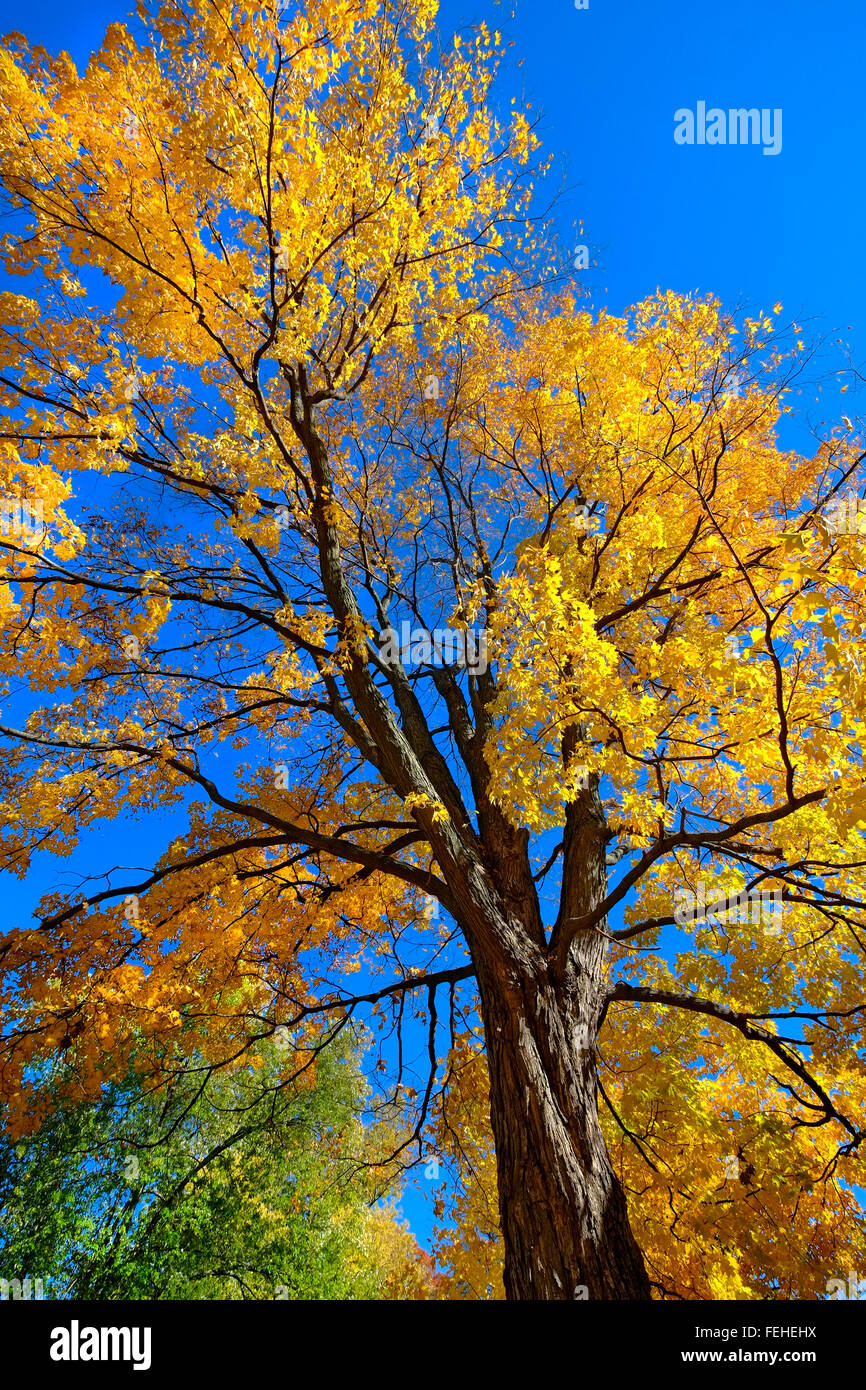 Fall colors in autumn with Maple Tree on Lake Huron Shore near ...