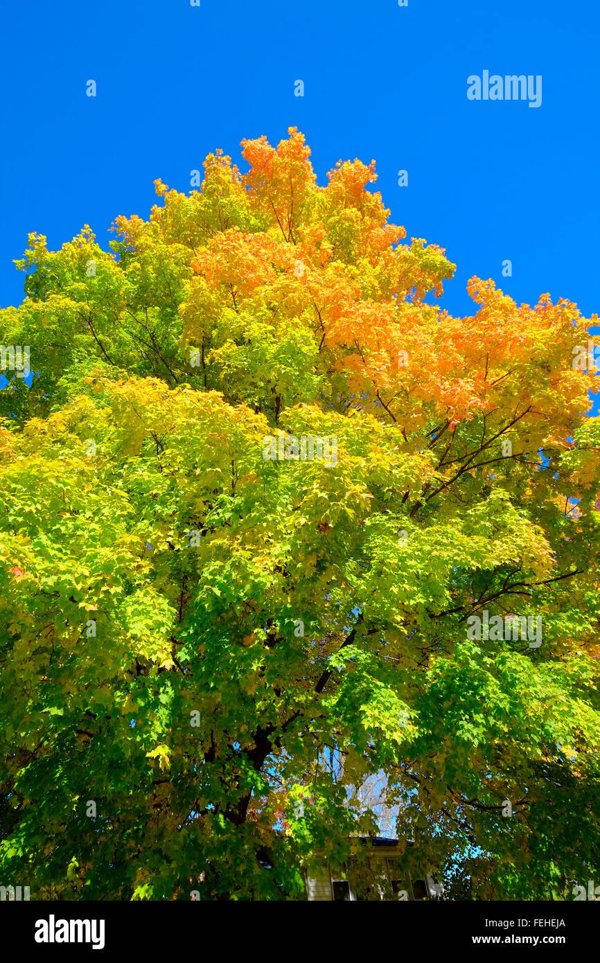 Fall colors in autumn with Maple Tree on Lake Huron Shore near ...