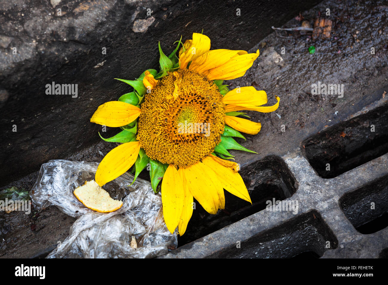 sunflower on a sidewalk in a pile of trash Stock Photo - Alamy