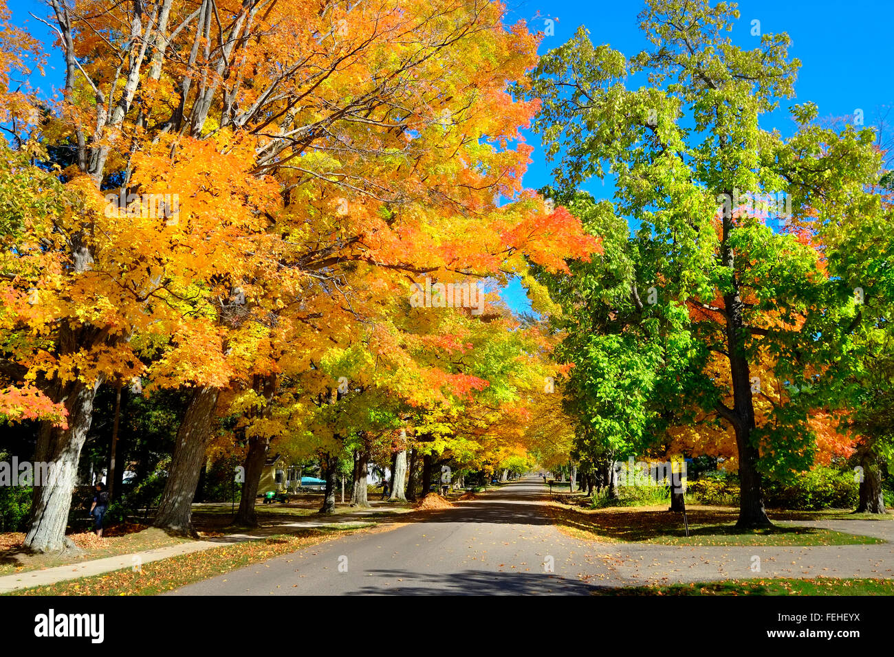Fall colors in autumn with Maple Tree on Lake Huron Shore near ...
