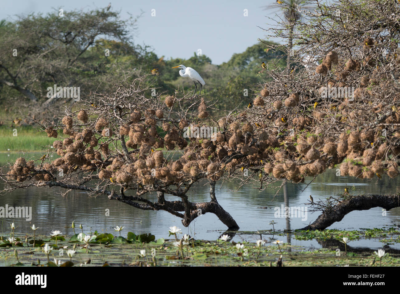 An egret perched on a tree dripping with weaverbirds nests by the ...