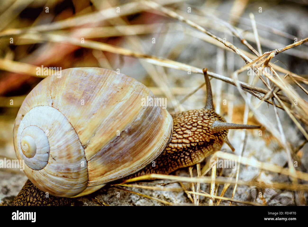 Snail up close hi-res stock photography and images - Alamy