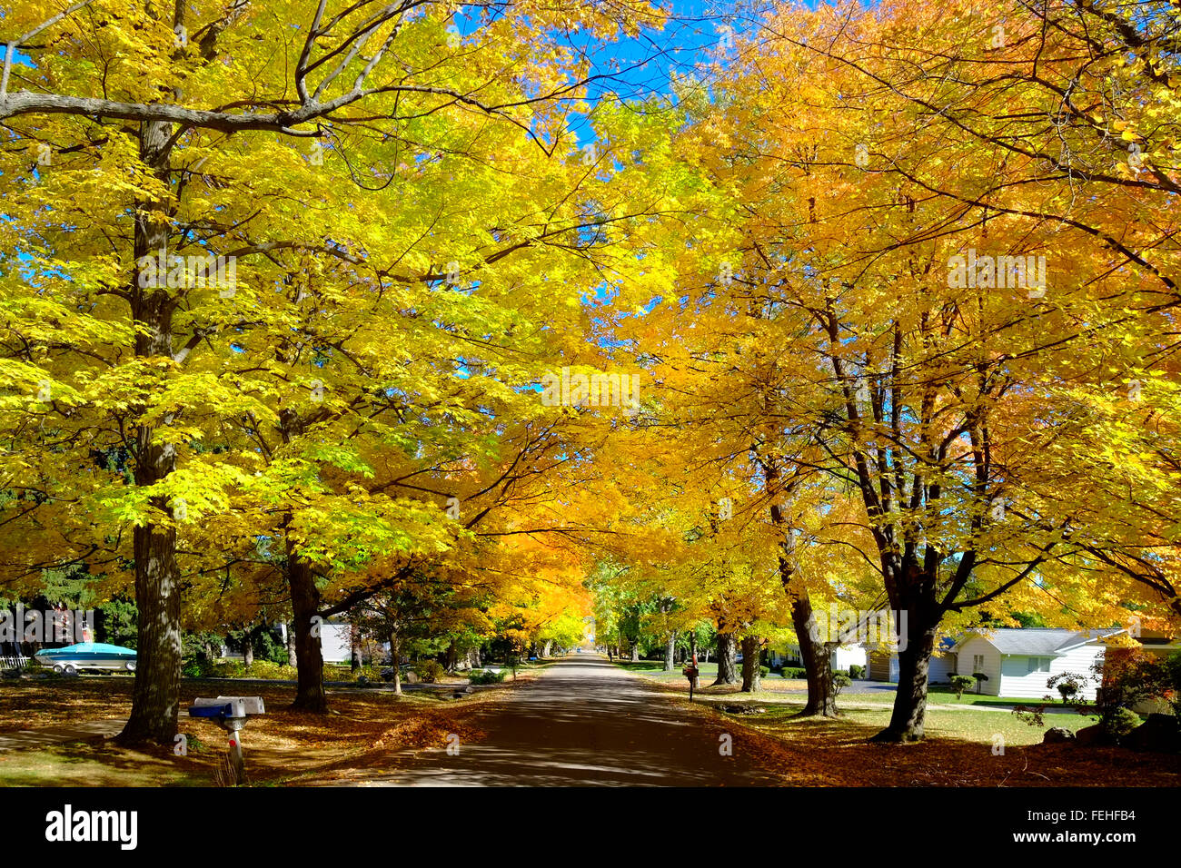 Fall colors in autumn with Maple Tree on Lake Huron Shore near ...