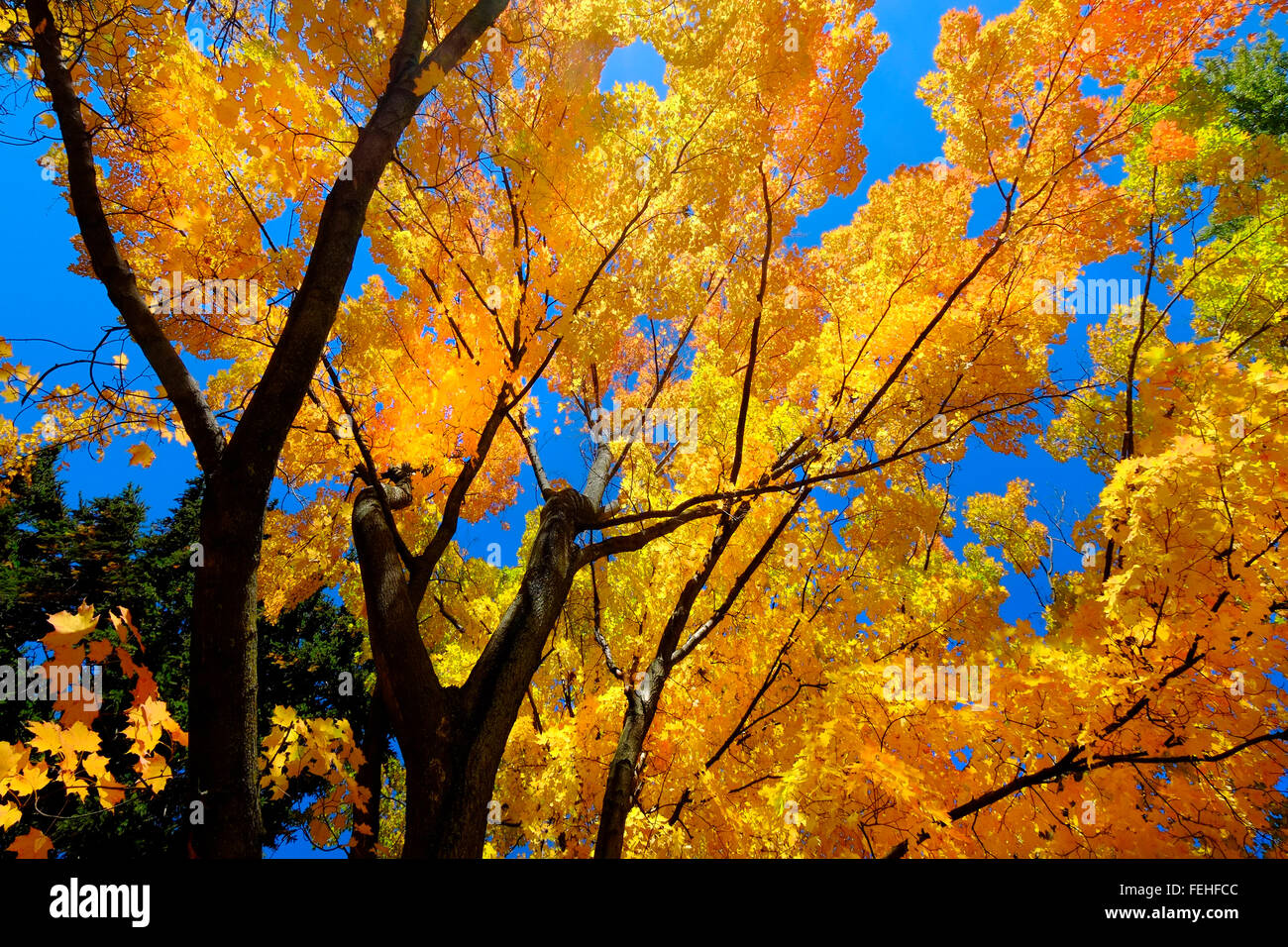 Fall colors in autumn with Maple Tree on Lake Huron Shore near ...